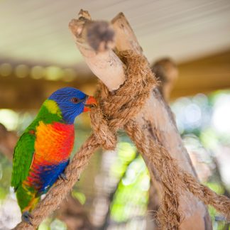 Birds For Sale Product categories » The Parrot Place