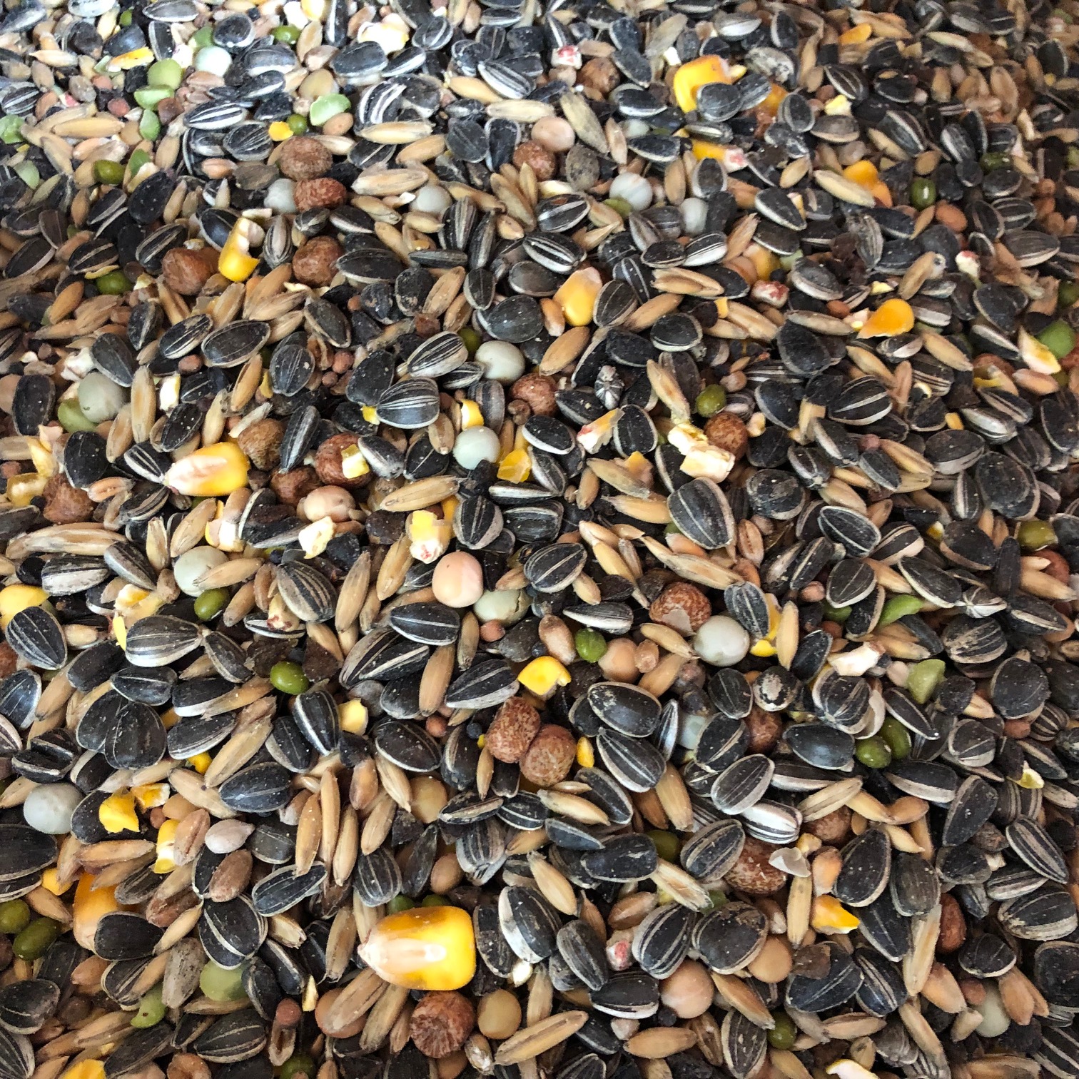 Parrot Place Special recipe Soak & Sprout Mix | The Parrot Place